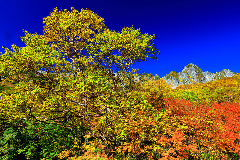 ギャラリー | 長野県 | 中央アルプス国定公園記念「中央アルプス山岳フォーラム」公式ホームページ